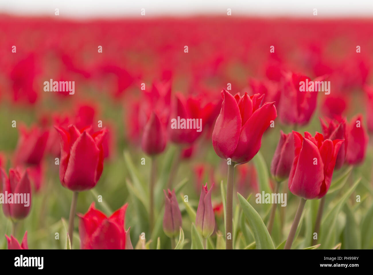 Red tulips as background picture Stock Photo - Alamy