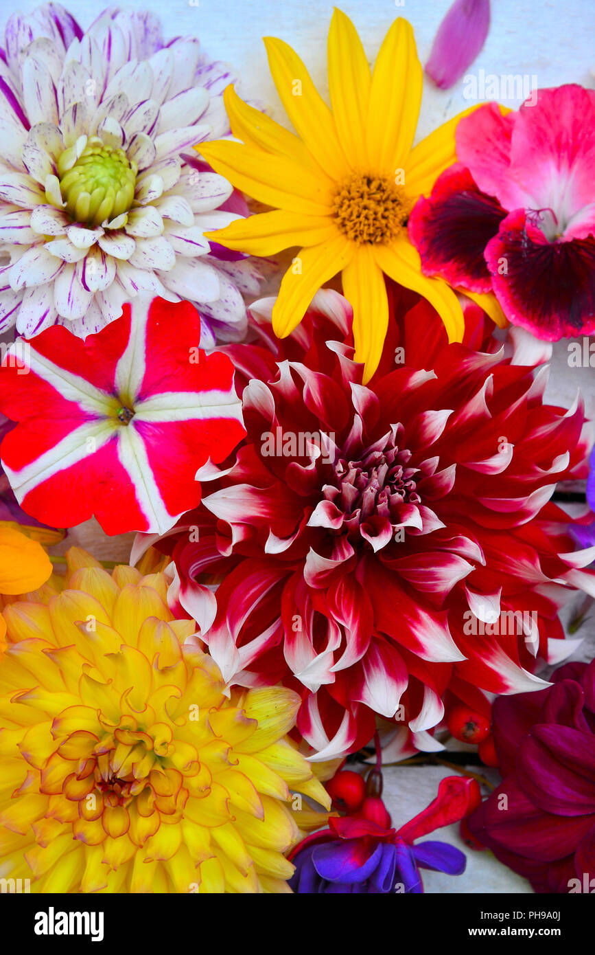 Colorful flower background on white wood Stock Photo - Alamy
