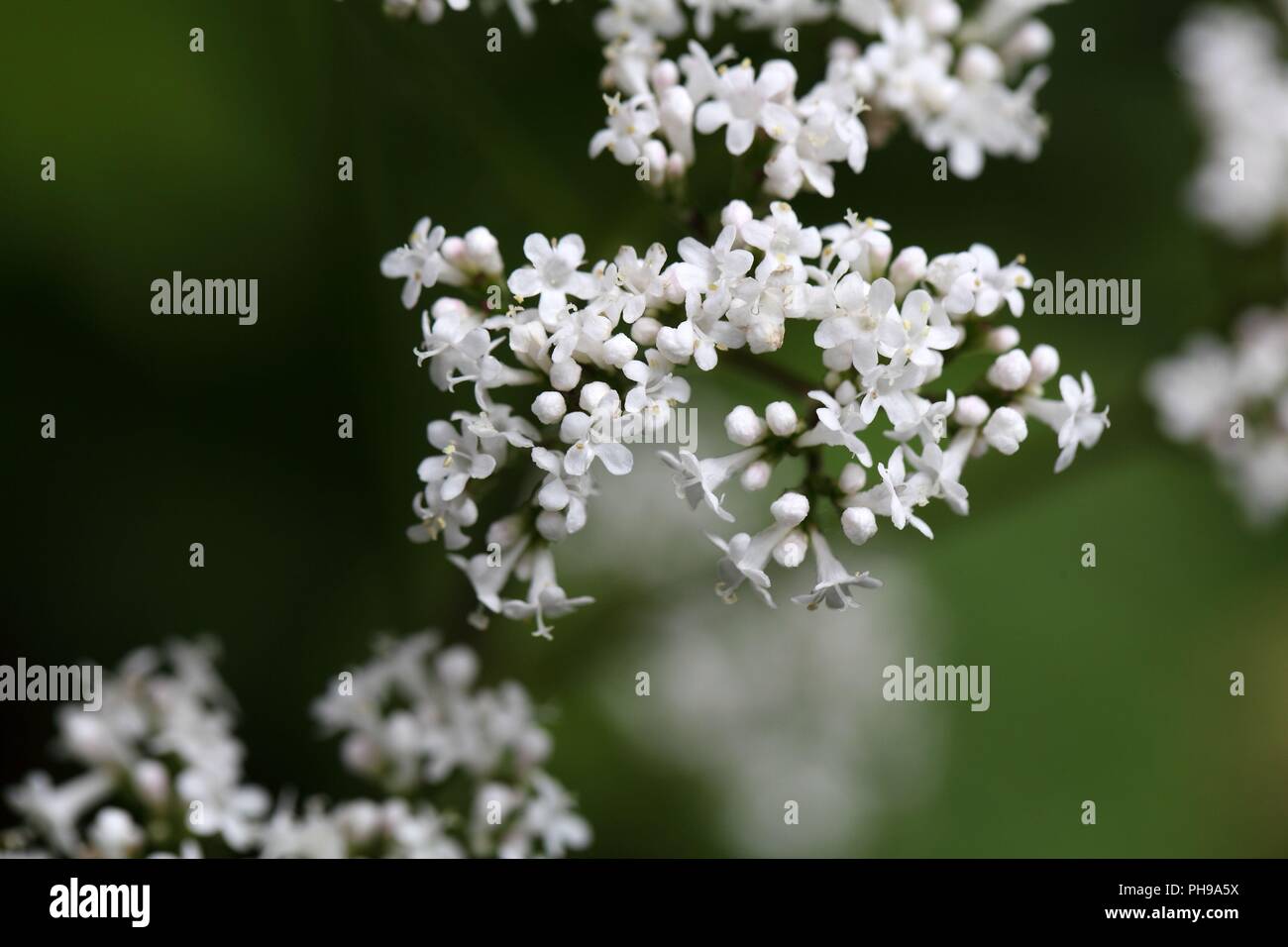 Annual valerian hi-res stock photography and images - Alamy