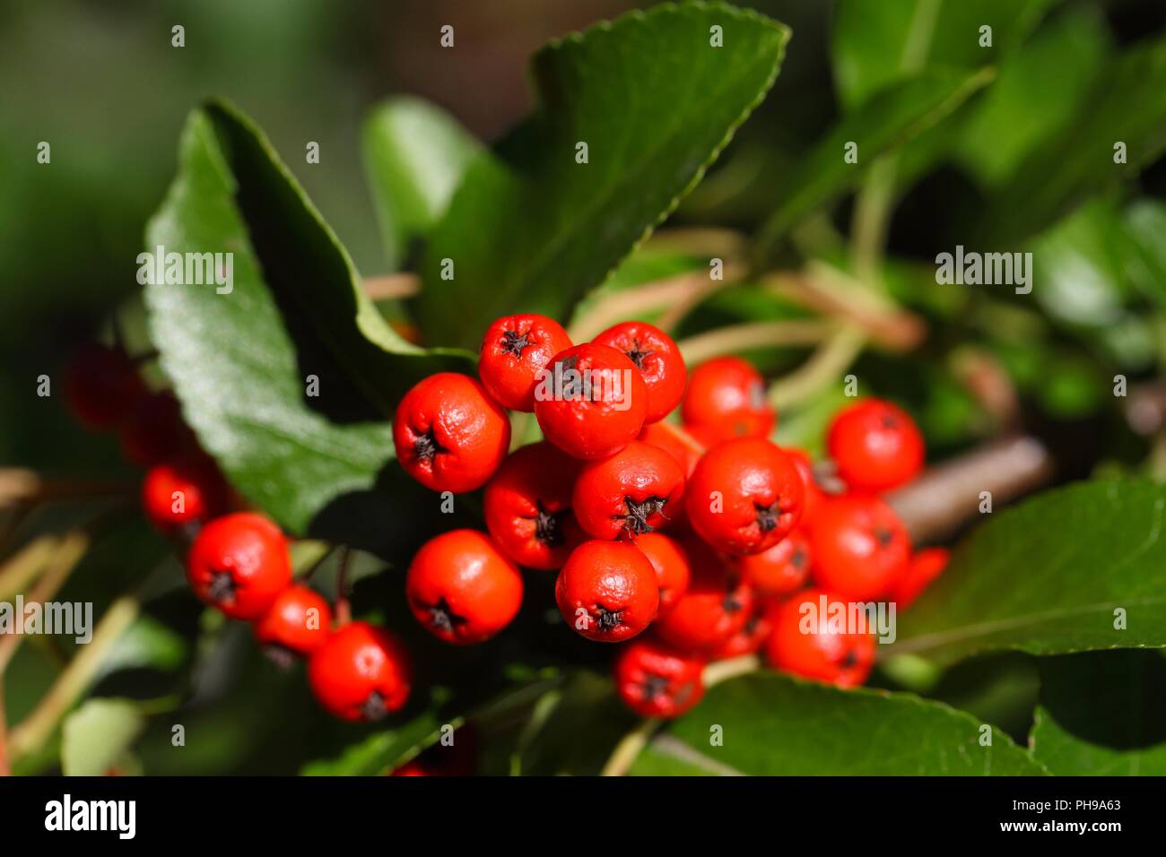 Scarlet firethorn hi-res stock photography and images - Alamy