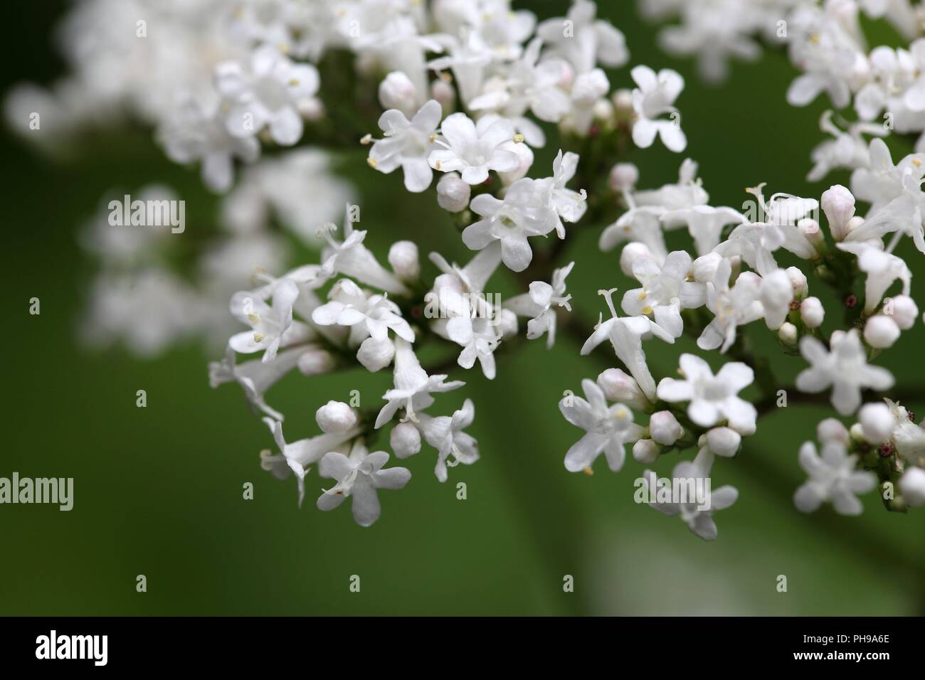Valeriana officinalis garten baldrian hi-res stock photography and ...