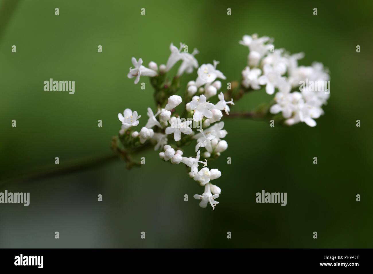 Valeriana officinalis garten baldrian hi-res stock photography and ...