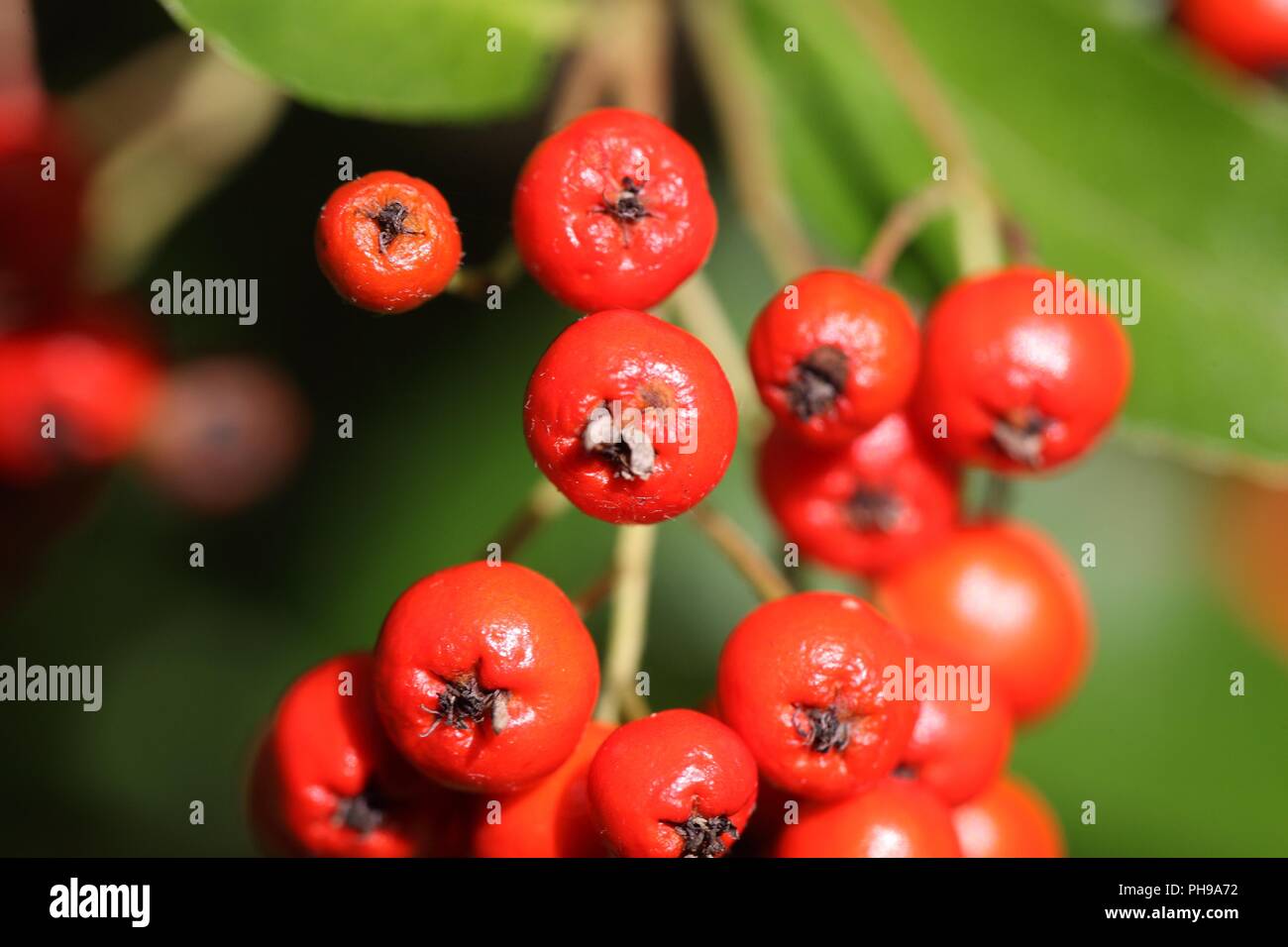 Pyracantha coccinea hi-res stock photography and images - Alamy