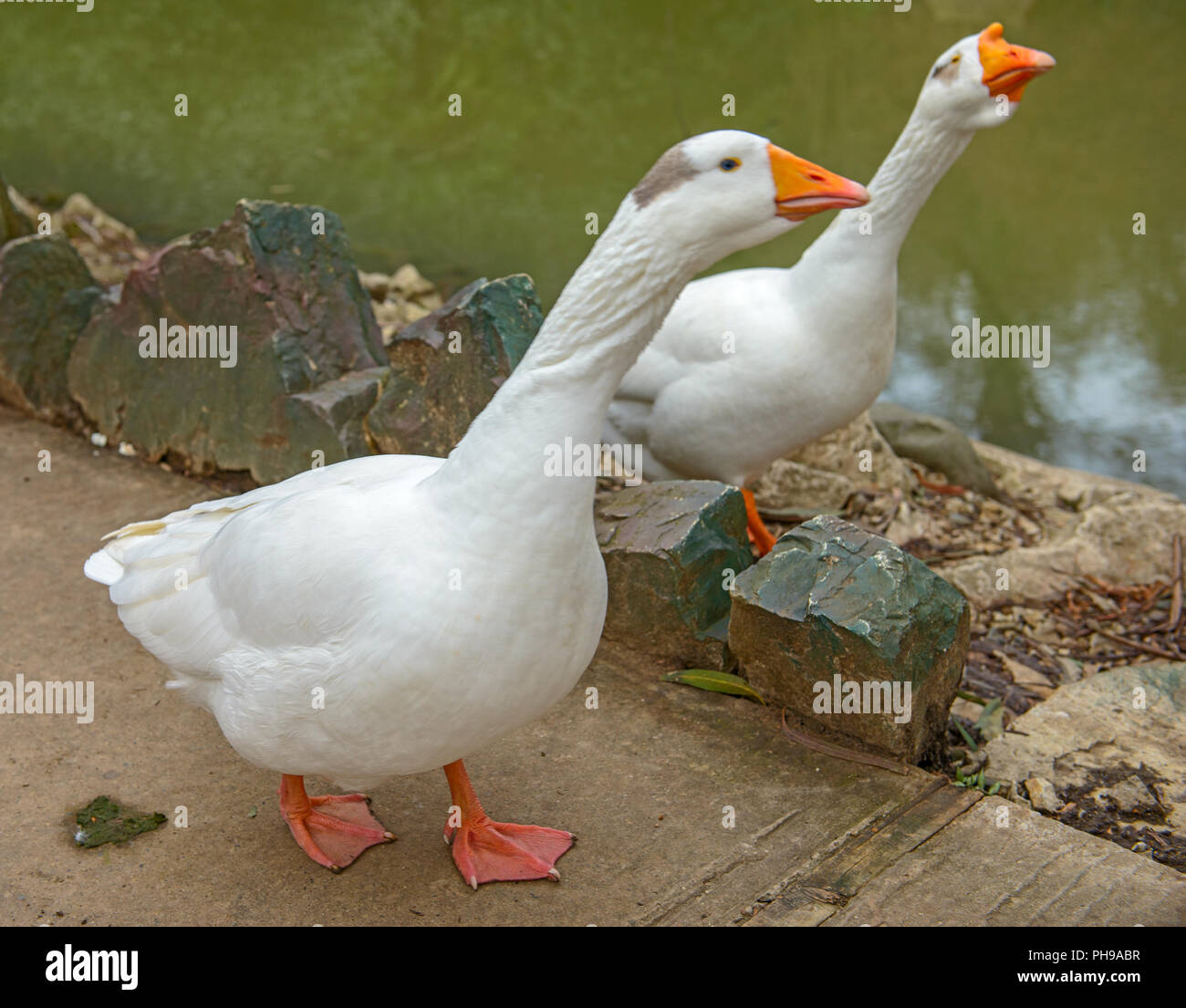 Two geese hi-res stock photography and images - Alamy