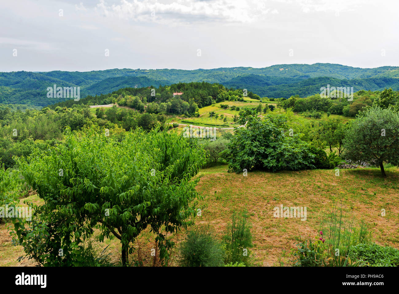 Beautiful forest scenery hi-res stock photography and images - Alamy