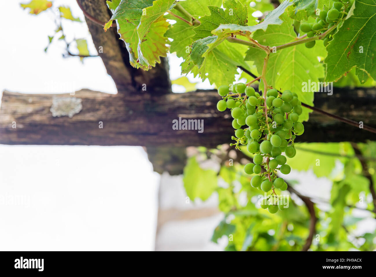 Grapes with leaves hi-res stock photography and images - Alamy