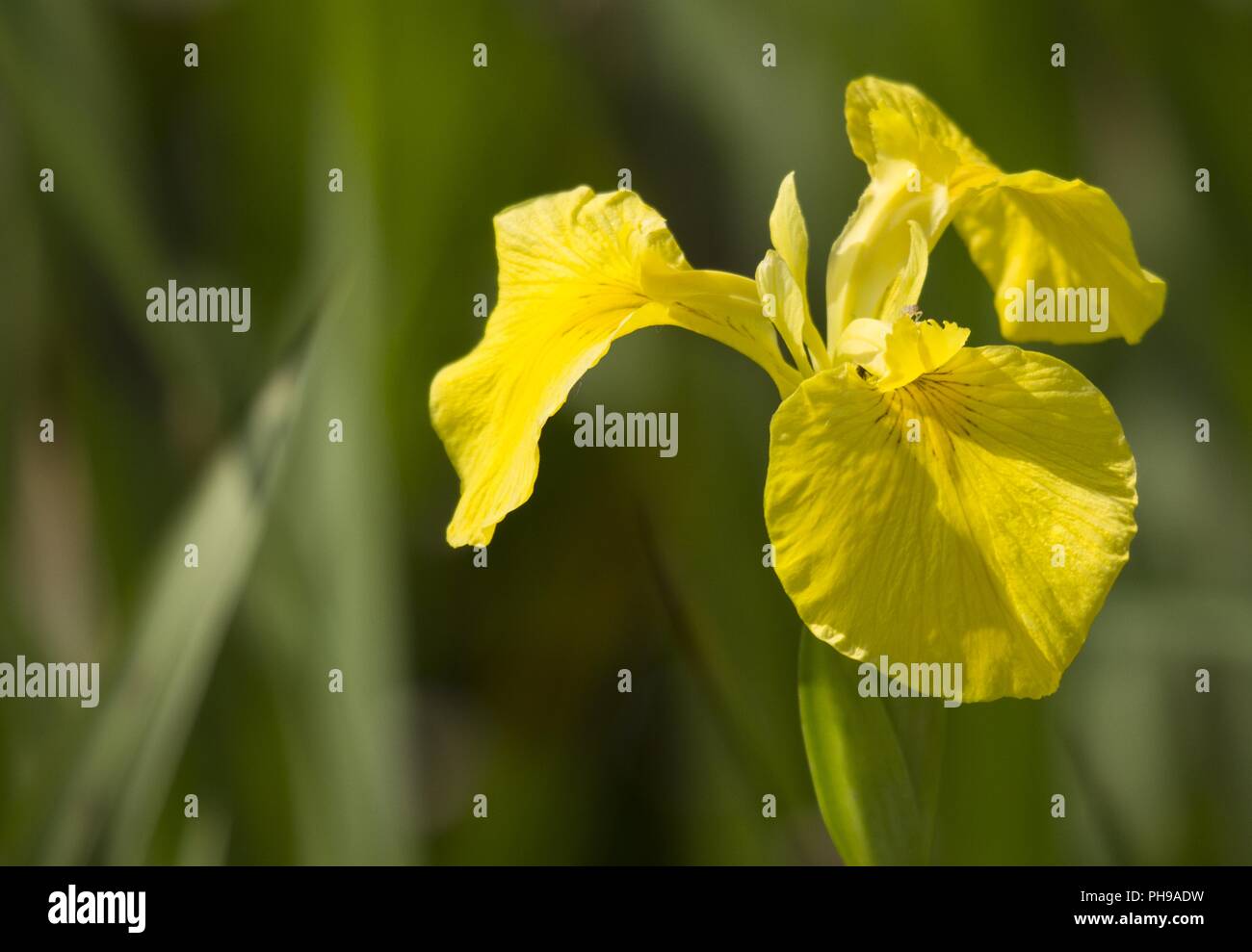 Delta marsh hi-res stock photography and images - Alamy
