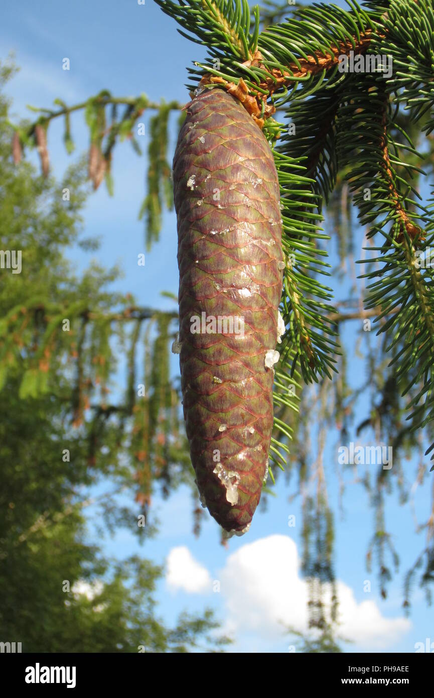 Green conifer cone hi-res stock photography and images - Alamy