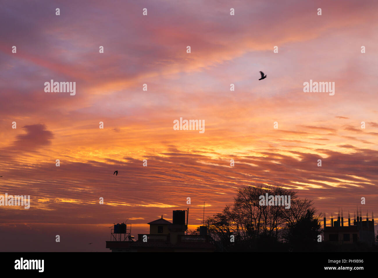 Birds flying above in the morning at sunrise time,Morning Sunrise ...