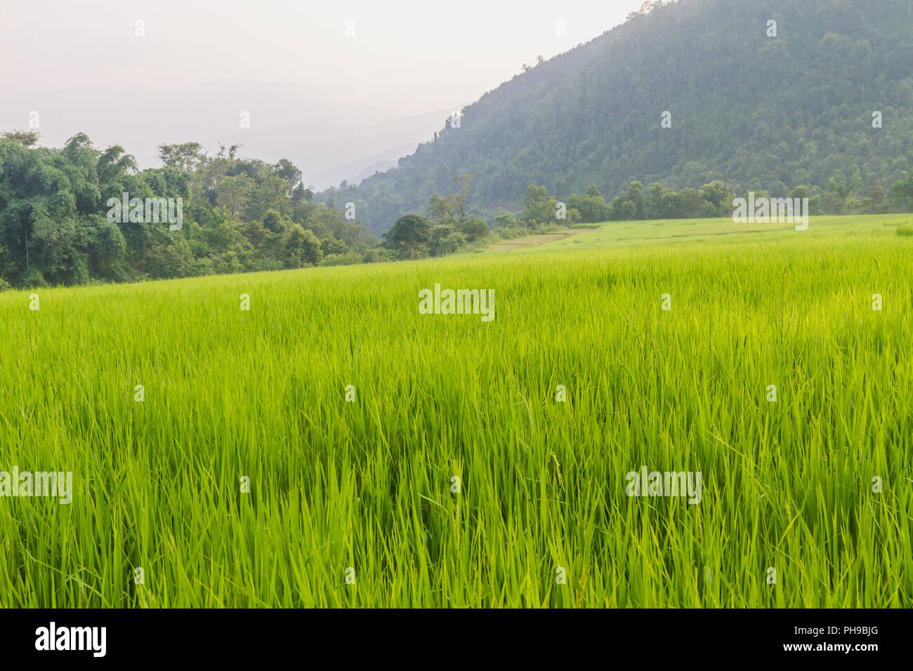 Countryside Landscape of growing green rice field with sun light near ...