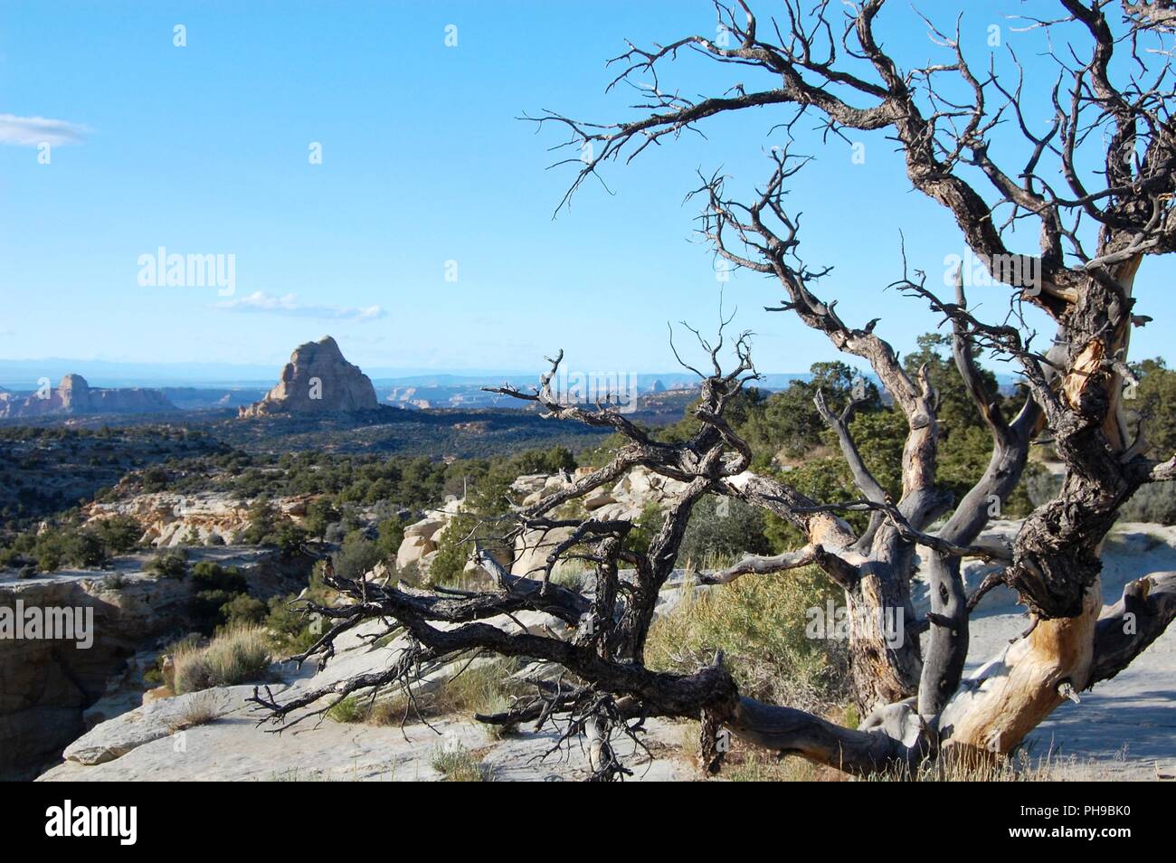 tree over canyons Stock Photo - Alamy
