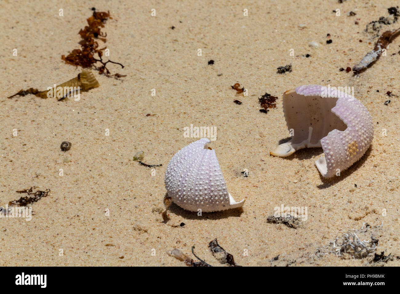 Sea urchin exoskeleton on sandy beach. Closeup on calcium details. They ...