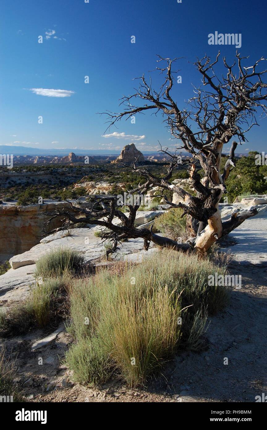 tree over canyons Stock Photo - Alamy