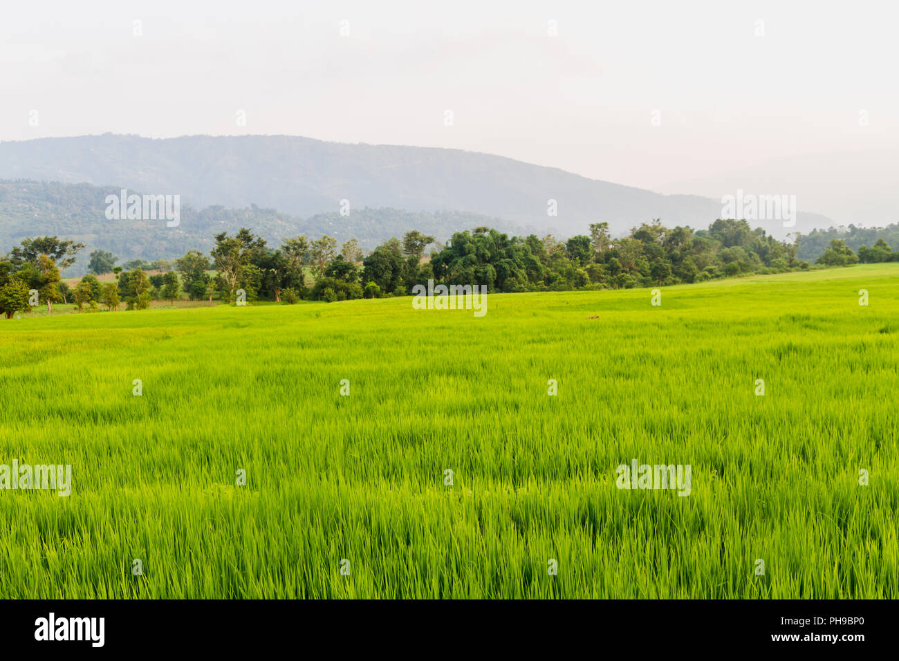 Countryside Landscape of growing green rice field with sun light near ...