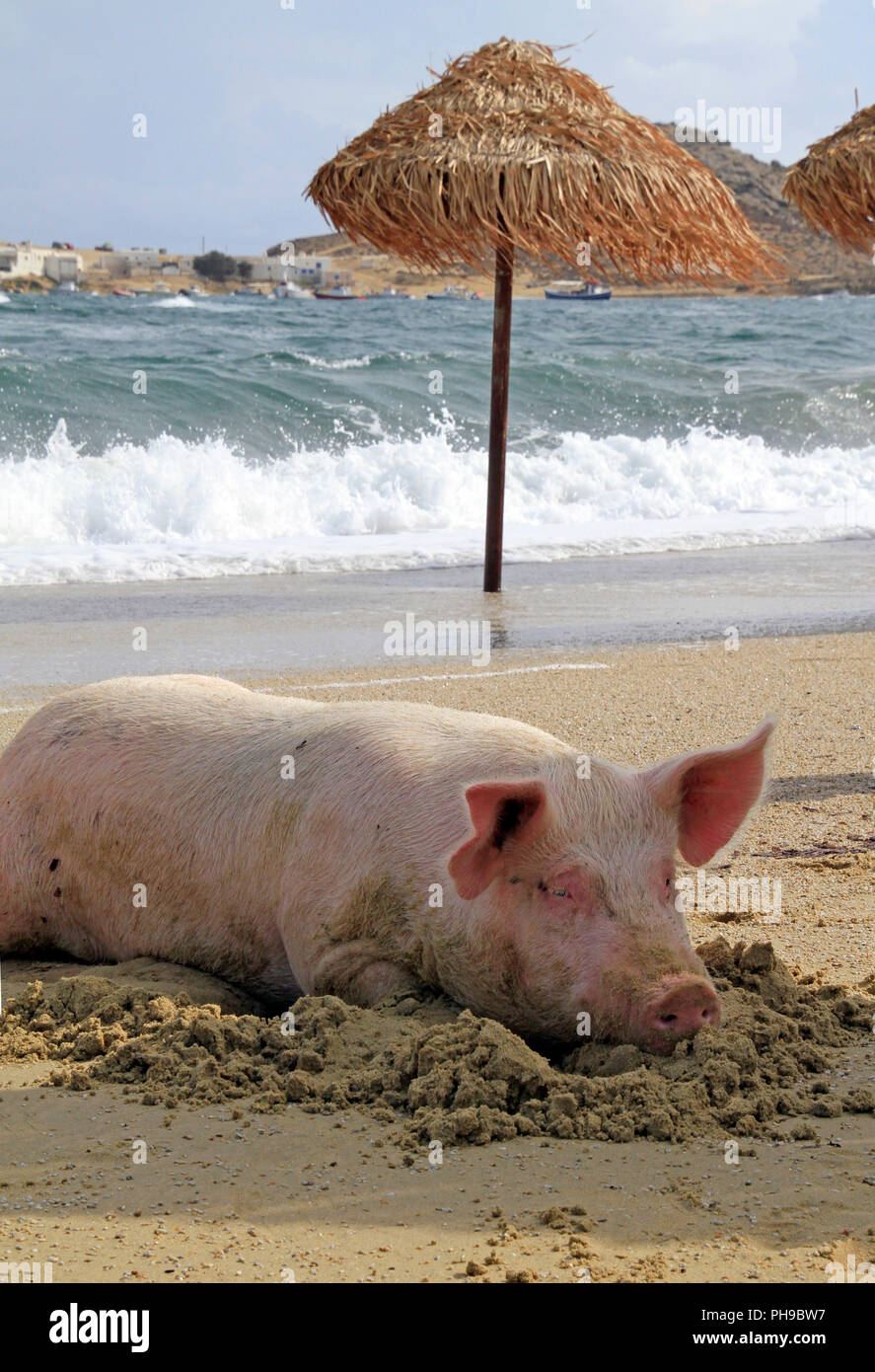 Pigs relaxing at the beach in Mykonos, Greece Stock Photo - Alamy