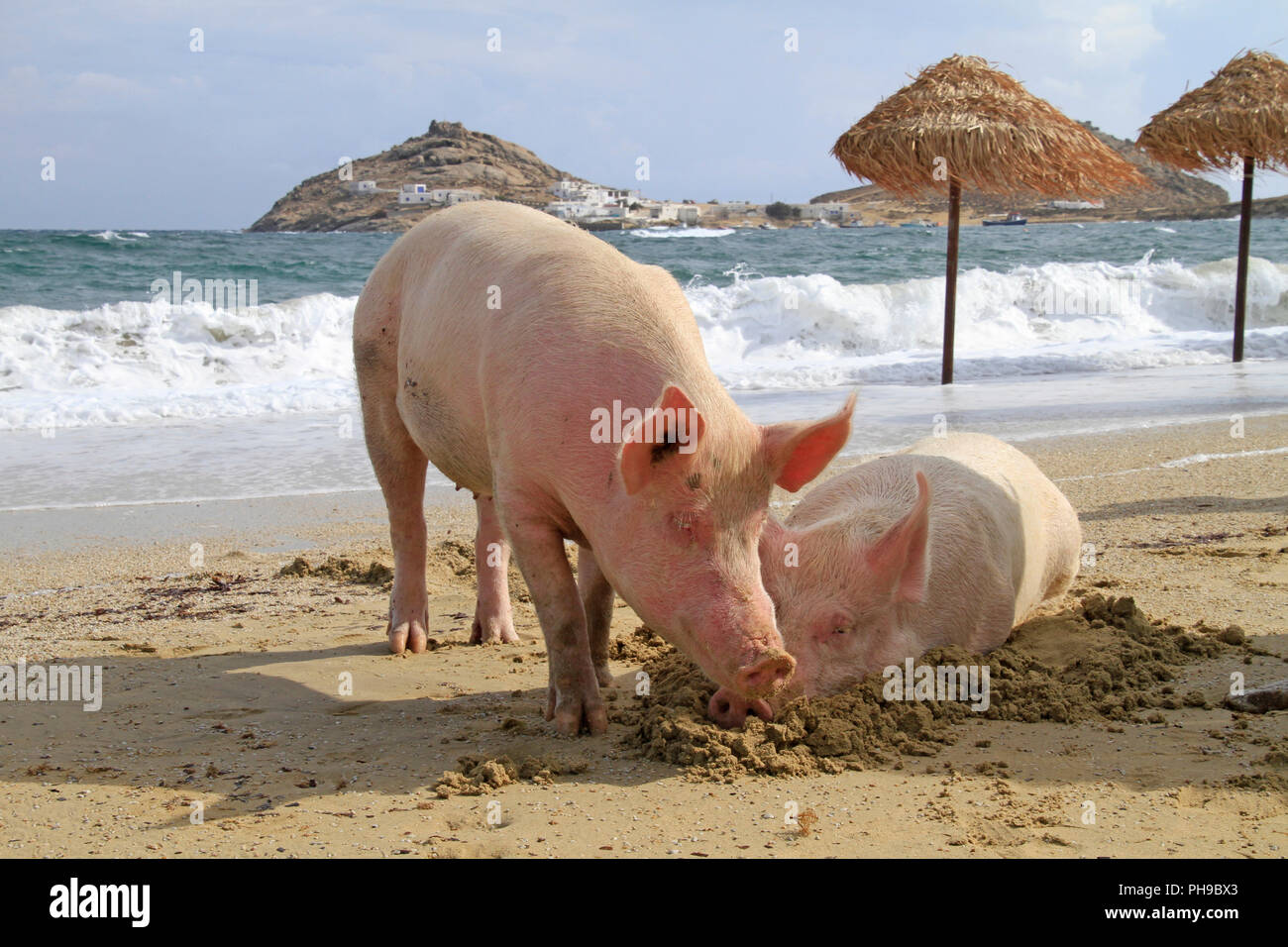 Pigs relaxing at the beach in Mykonos, Greece Stock Photo - Alamy