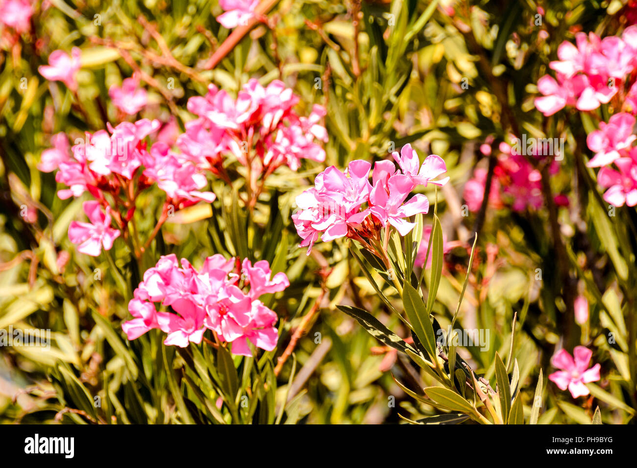 Blooming Flower Background Stock Photo - Alamy