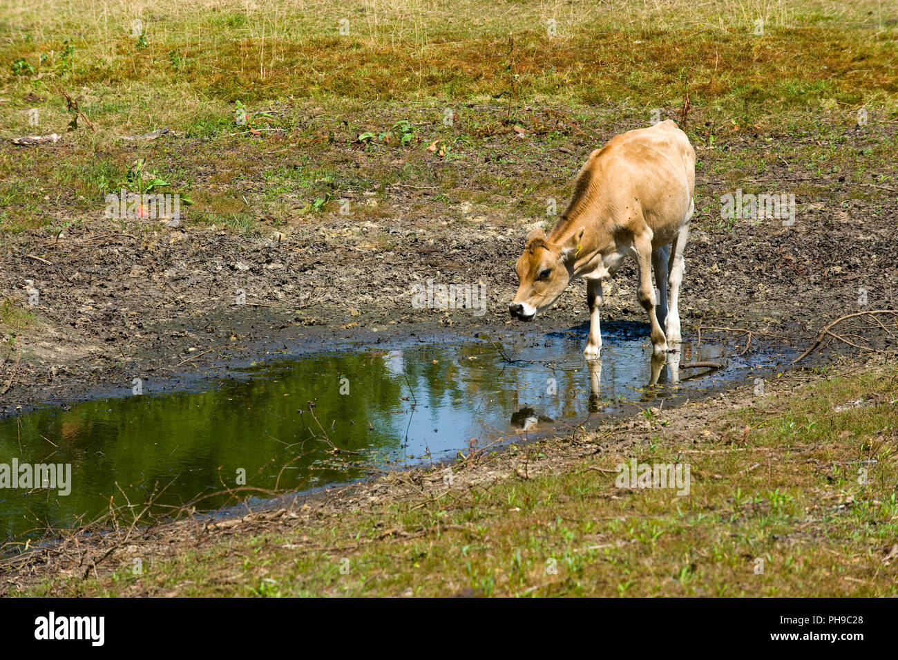 Little pond in dry land hi-res stock photography and images - Alamy