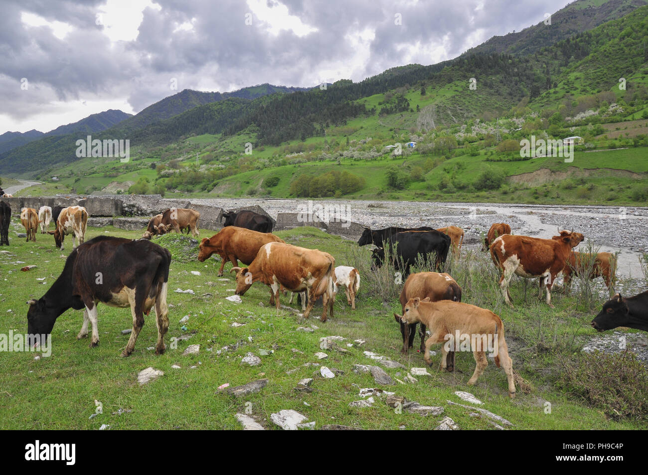 Caucasian cow hi-res stock photography and images - Alamy