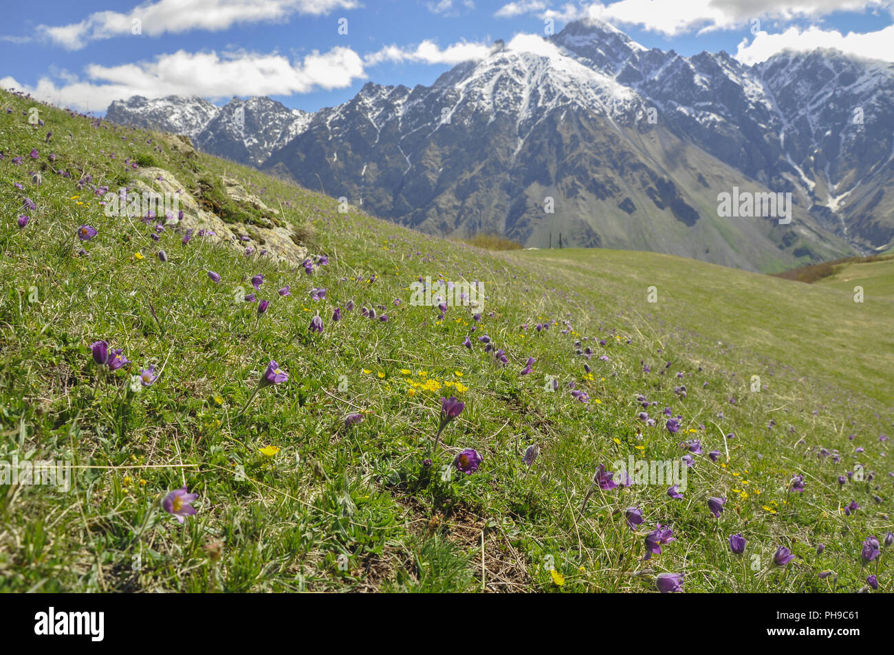 Caucasus mountain flower hi-res stock photography and images - Alamy