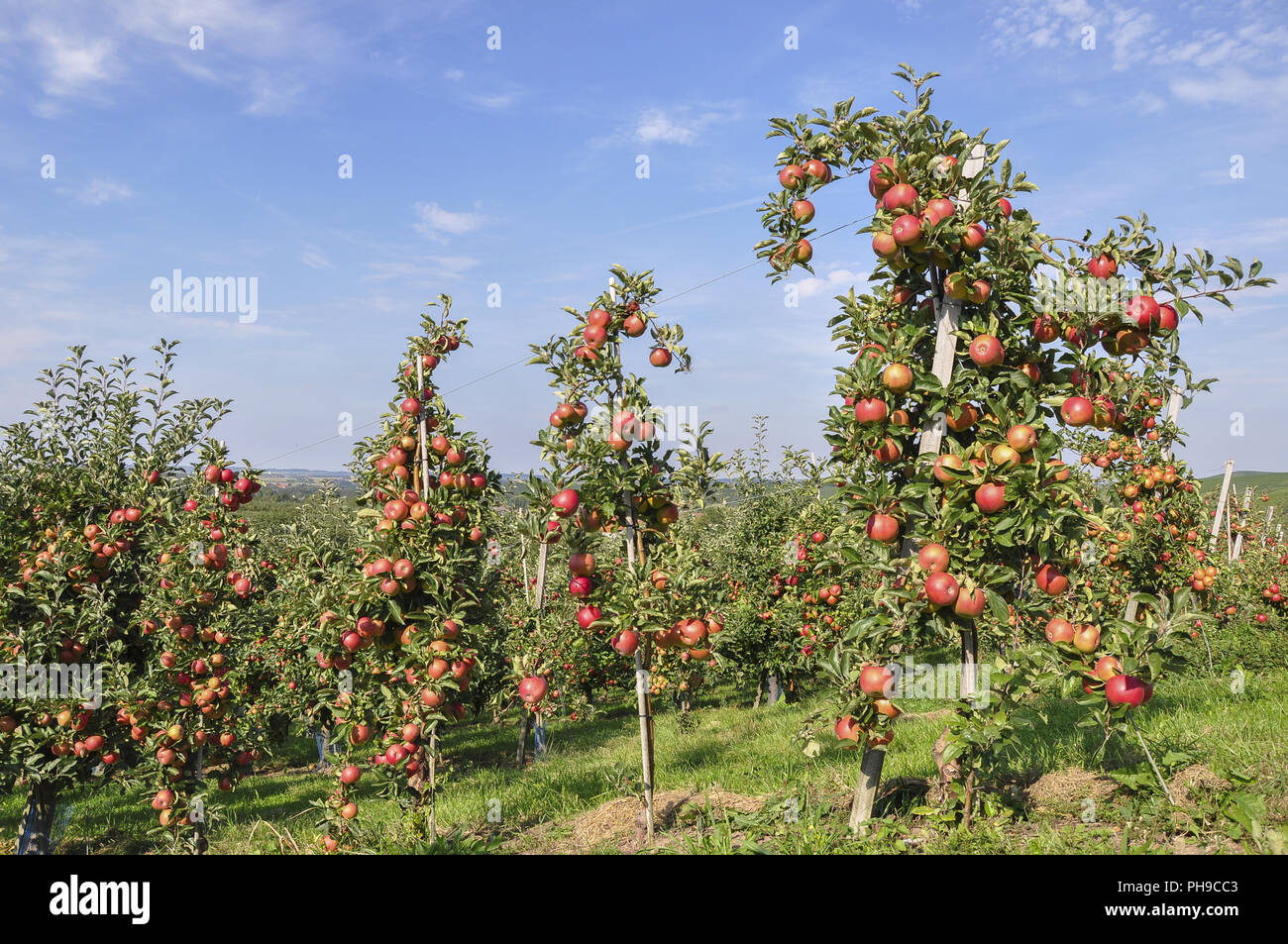 Fruit plantation hi-res stock photography and images - Alamy