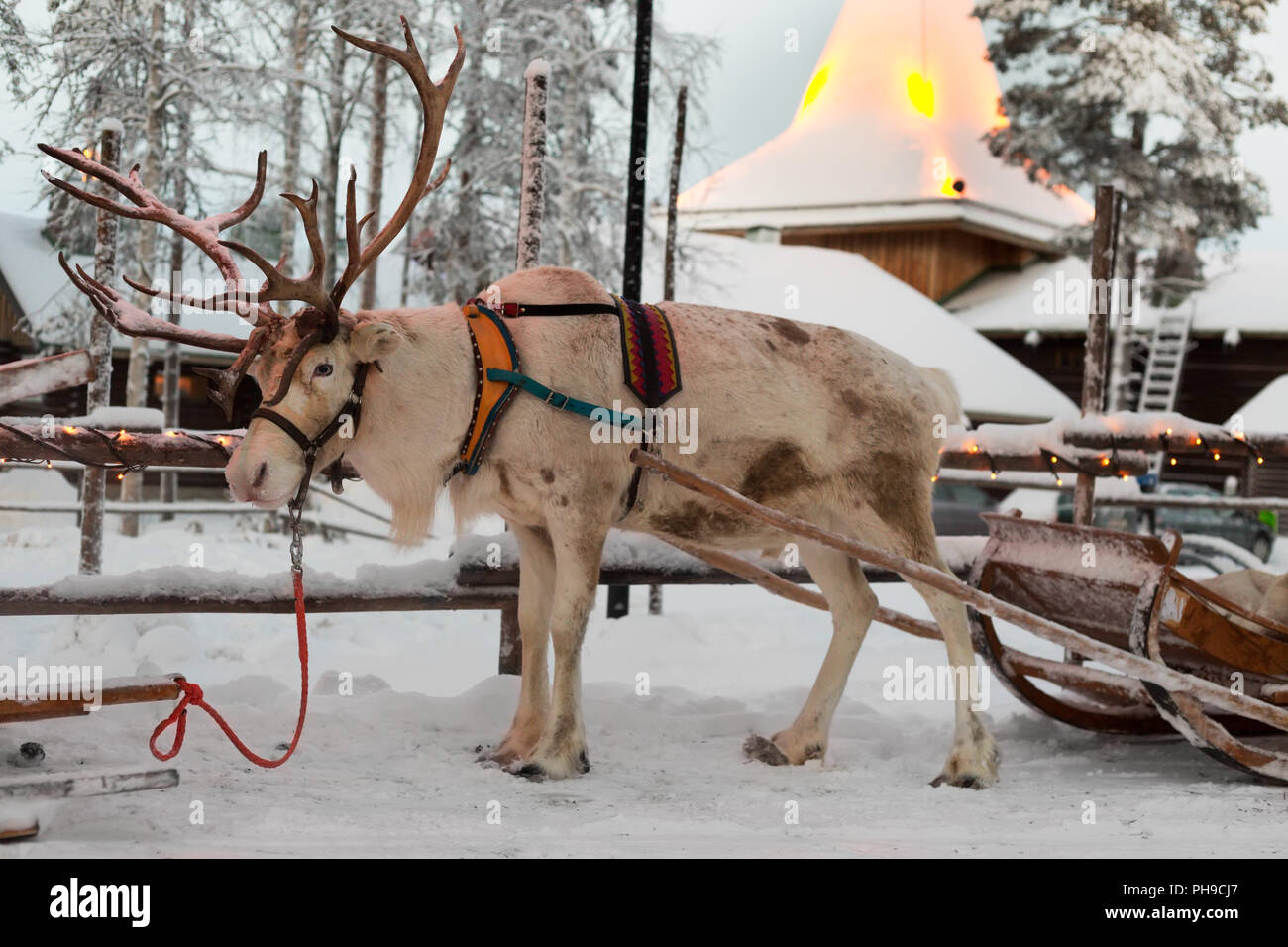 Christmas reindeer in the village of Santa Claus Stock Photo - Alamy