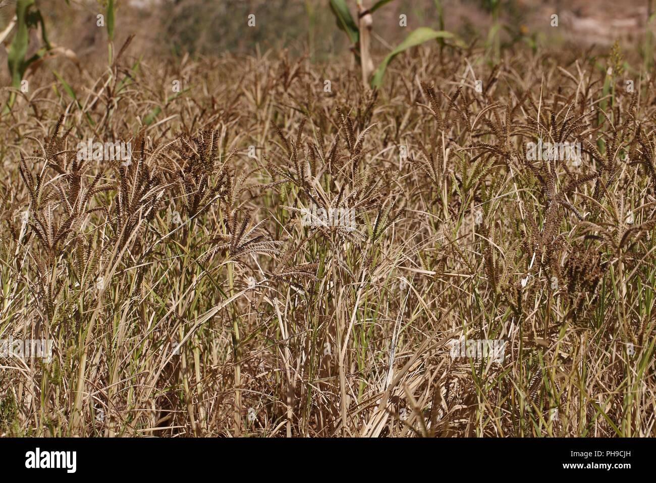 African finger millet (Eleusine coracana Stock Photo - Alamy