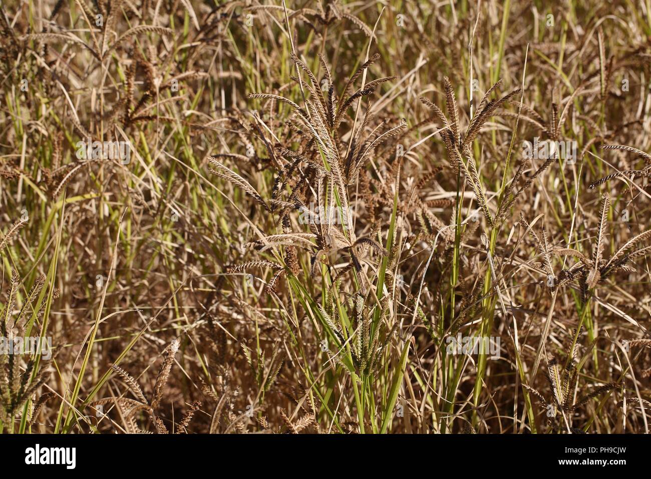 African finger millet (Eleusine coracana Stock Photo - Alamy