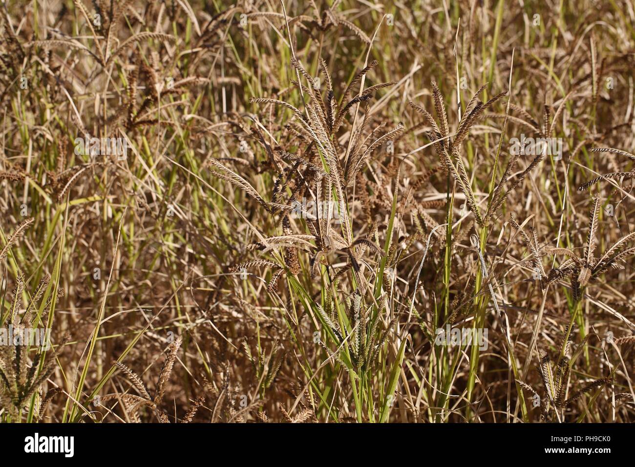 Finger millet hi-res stock photography and images - Alamy