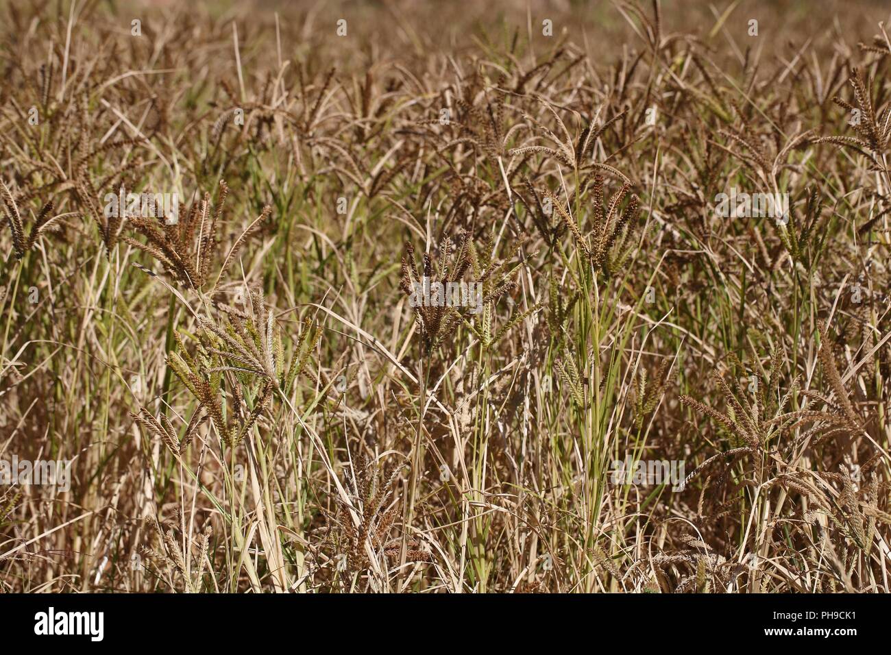Finger millet hi-res stock photography and images - Alamy
