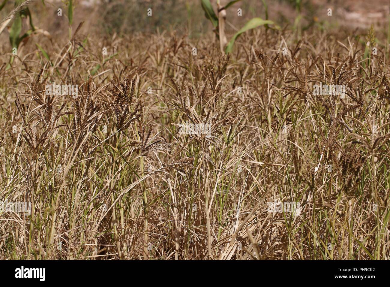 African millet hi-res stock photography and images - Alamy
