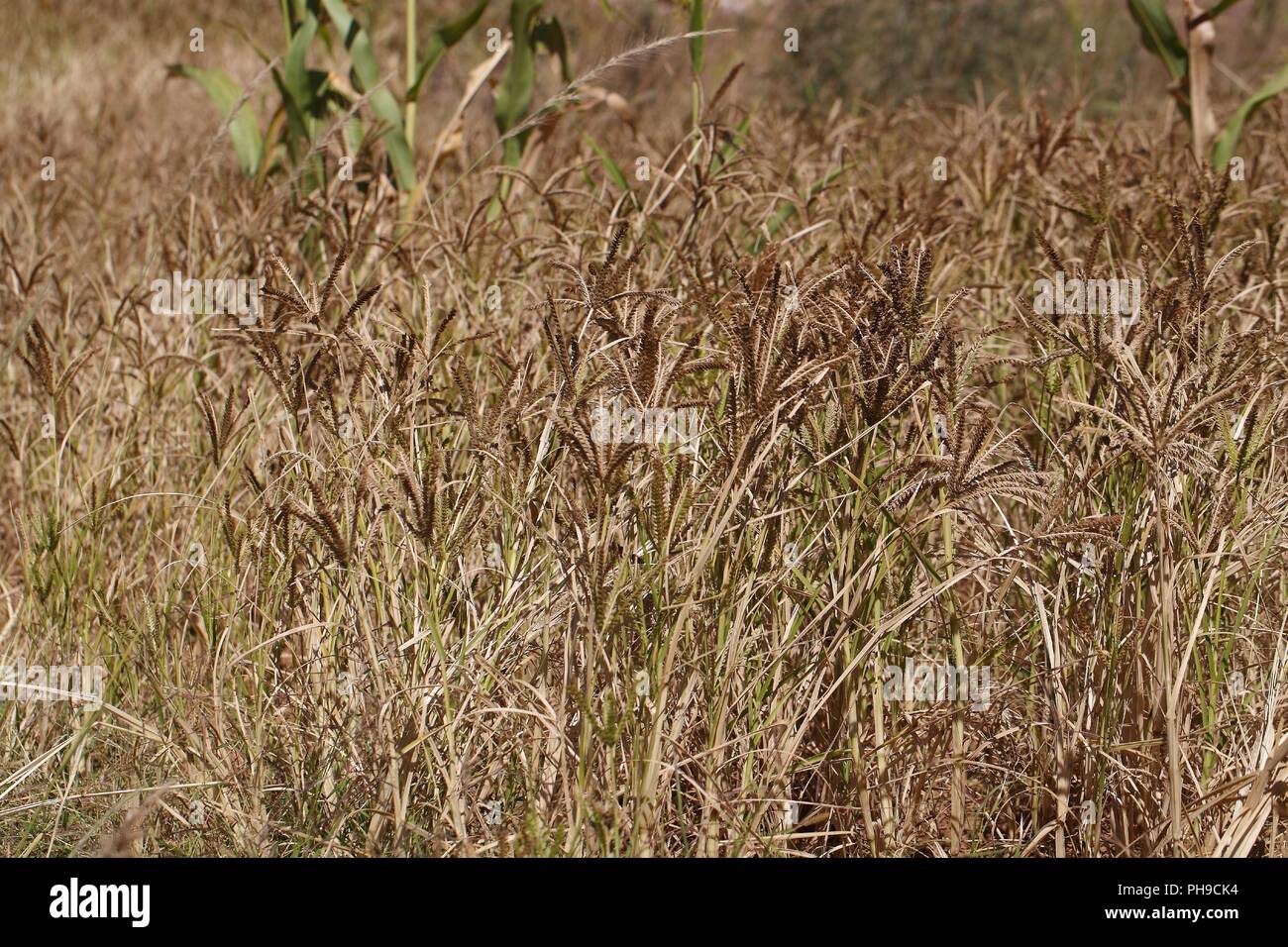 African millet hi-res stock photography and images - Alamy