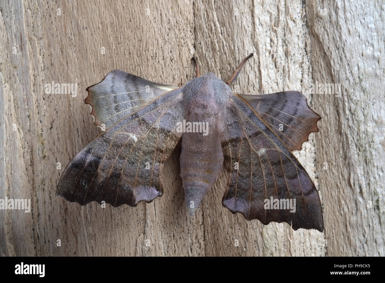 Poplar hawk moth Stock Photo - Alamy