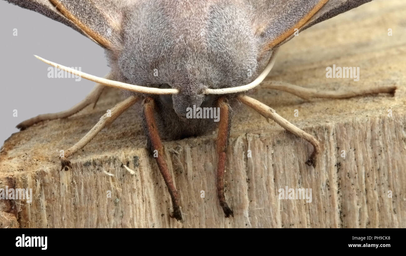Poplar hawk moth Stock Photo - Alamy