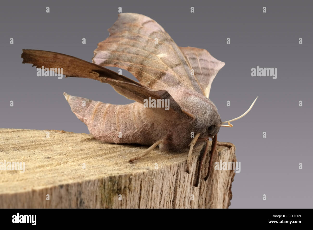 Poplar hawk moth Stock Photo - Alamy