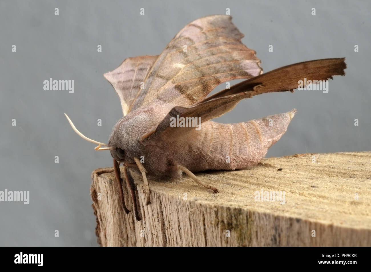 Poplar hawk moth Stock Photo - Alamy