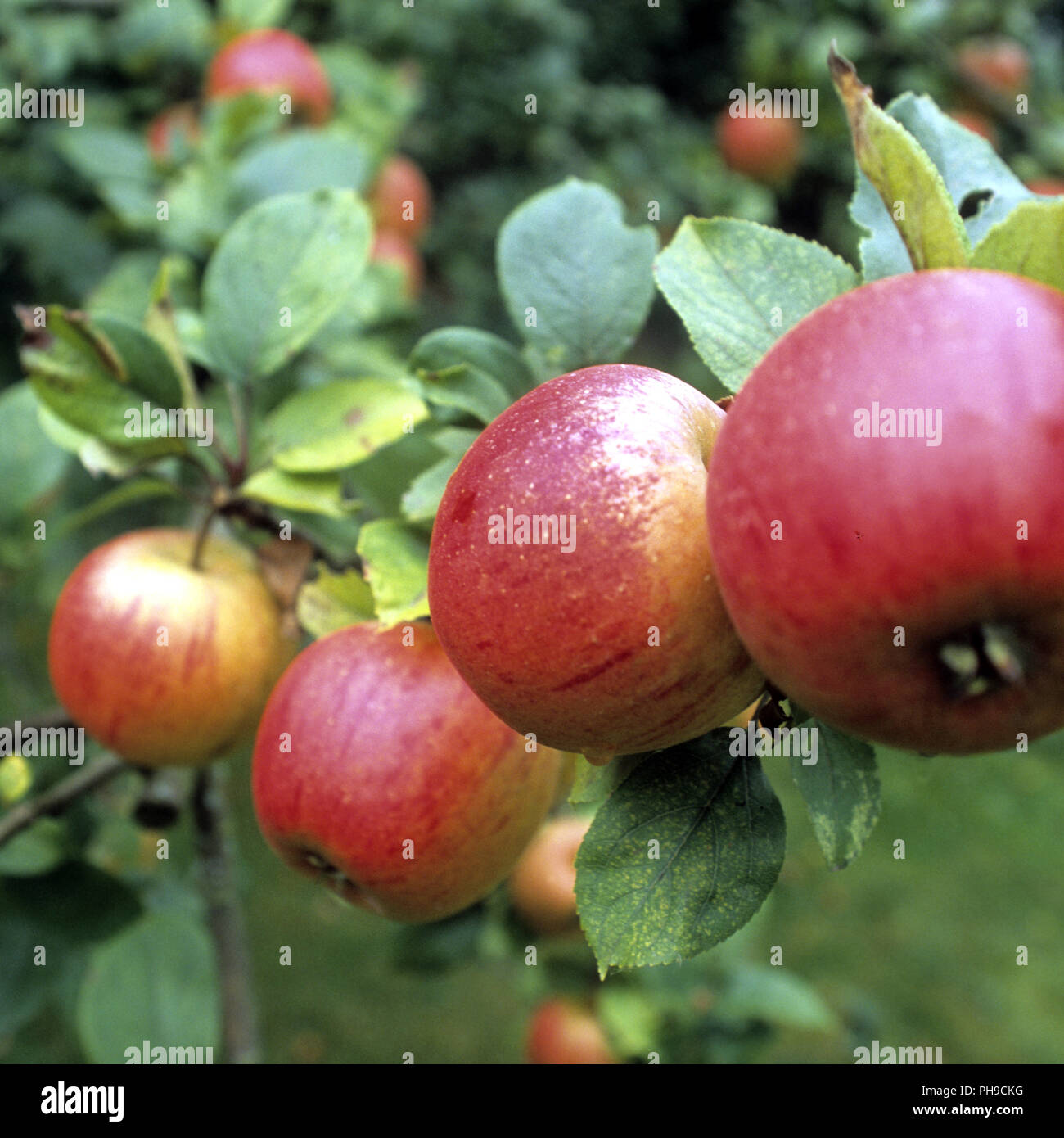 Ripe apples on an apple tree Stock Photo - Alamy