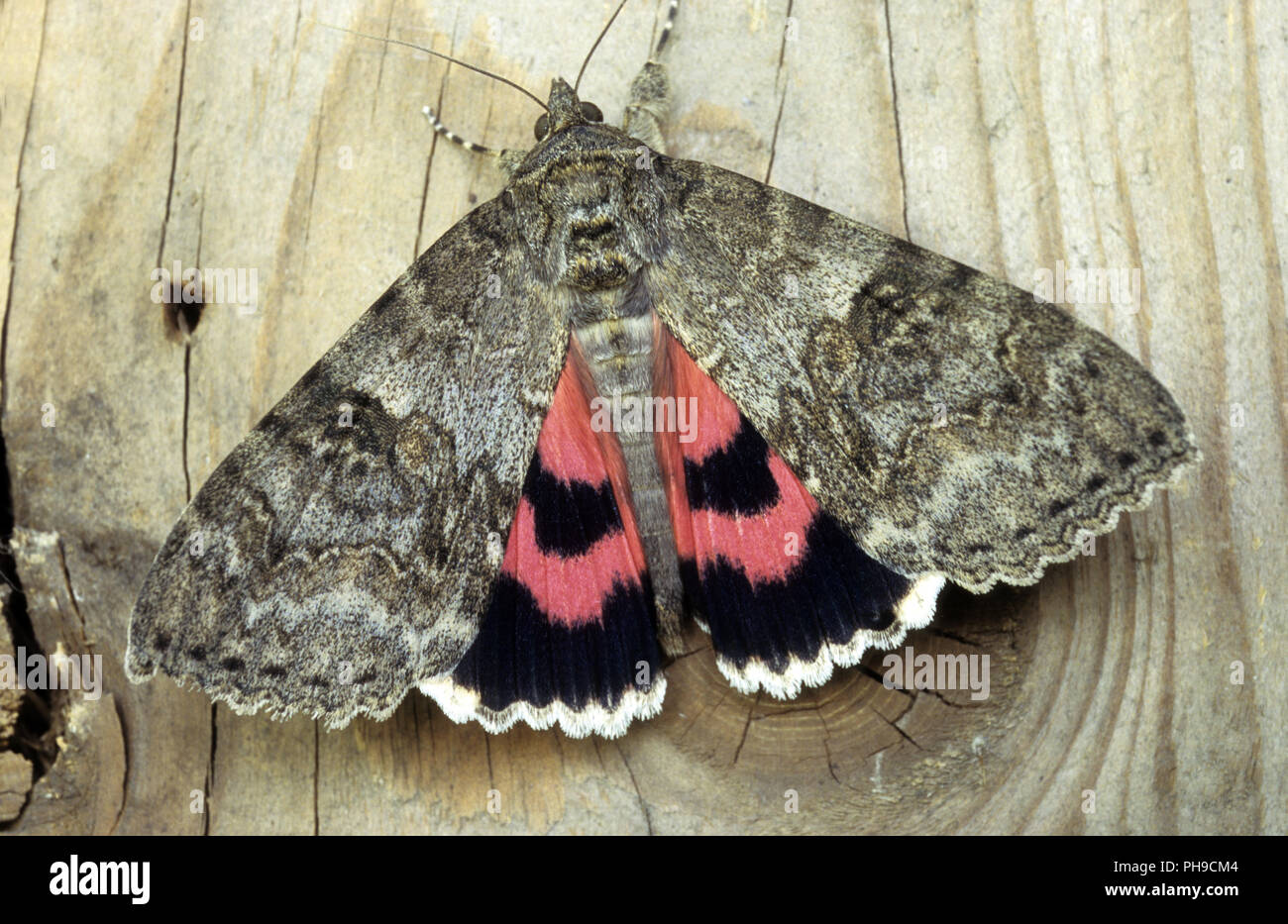 Underwing hi-res stock photography and images - Alamy