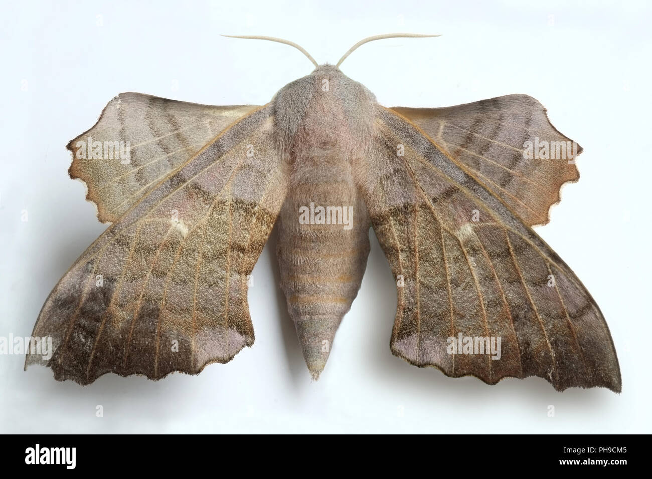 Poplar hawk moth Stock Photo - Alamy