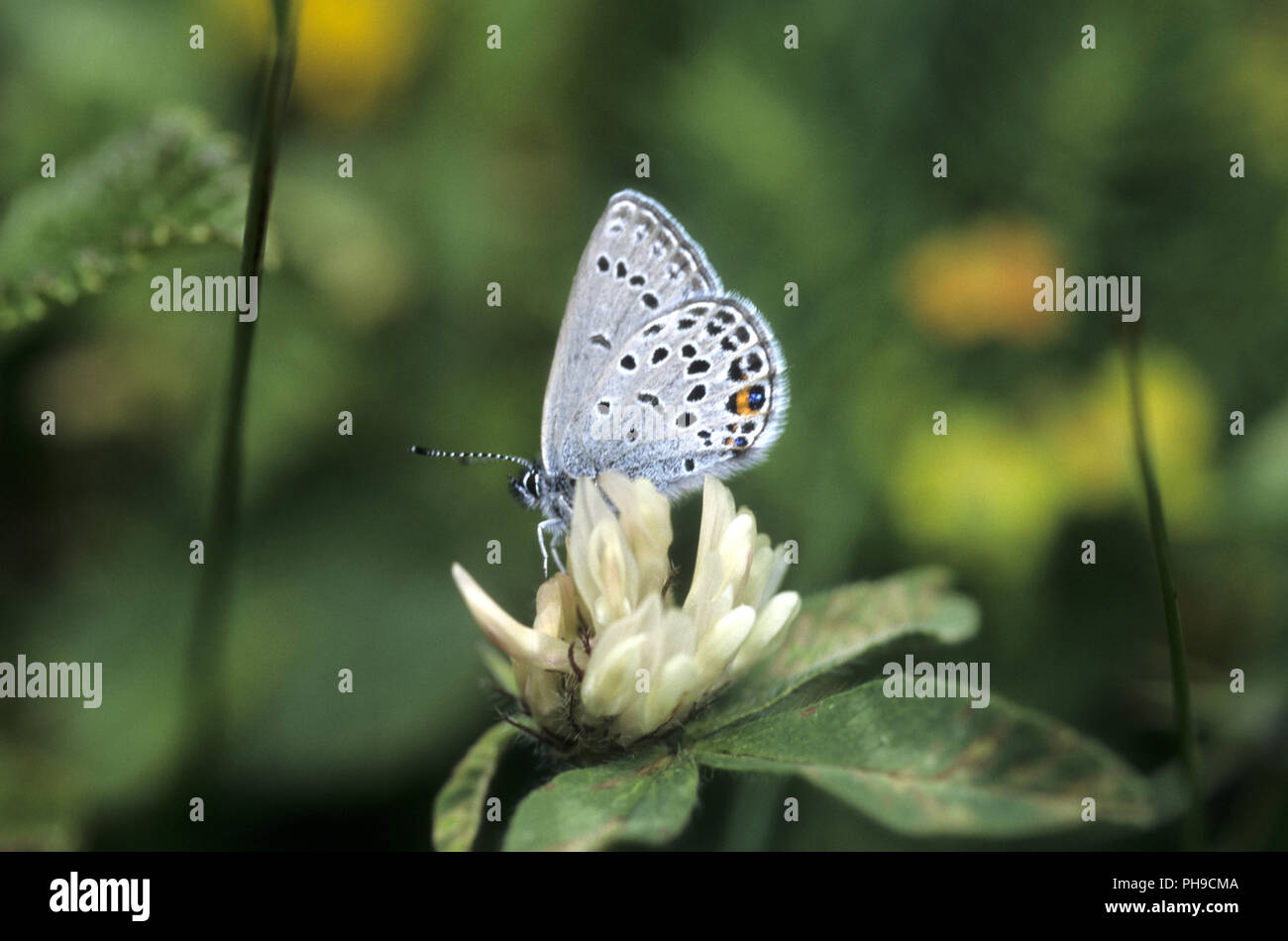 Gossamer hi-res stock photography and images - Alamy