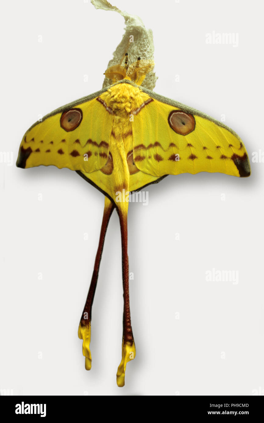 Comet moth hi-res stock photography and images - Alamy