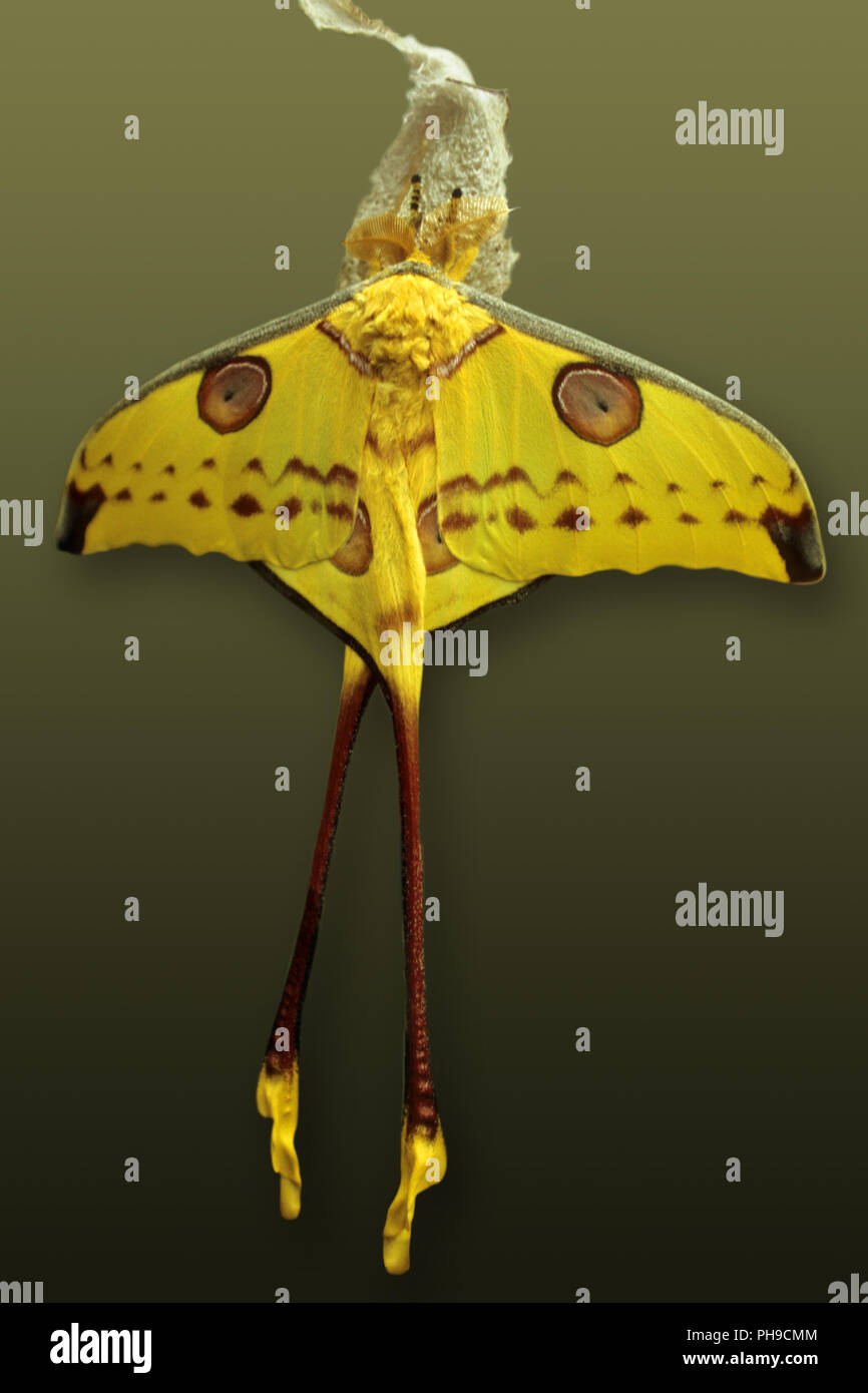 Comet moth, Madagascan moon moth Stock Photo - Alamy