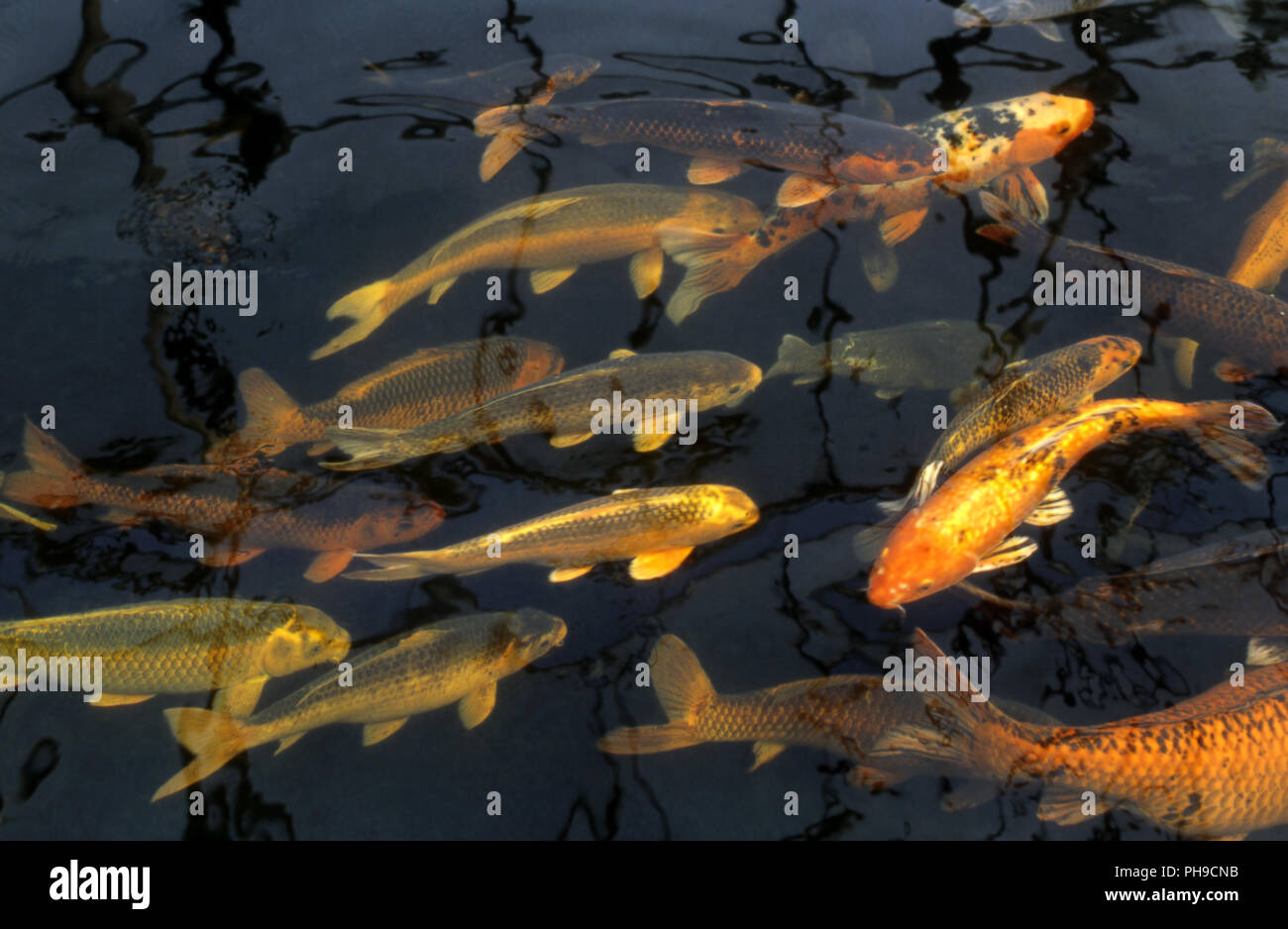 Koi varianten hi-res stock photography and images - Alamy