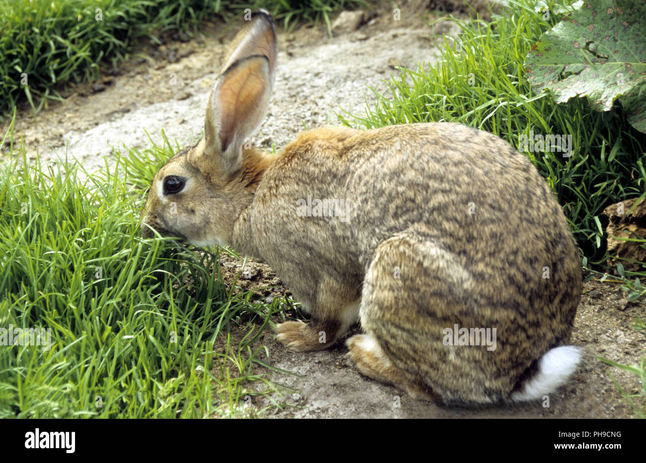 Rabbit in the grass Stock Photo - Alamy