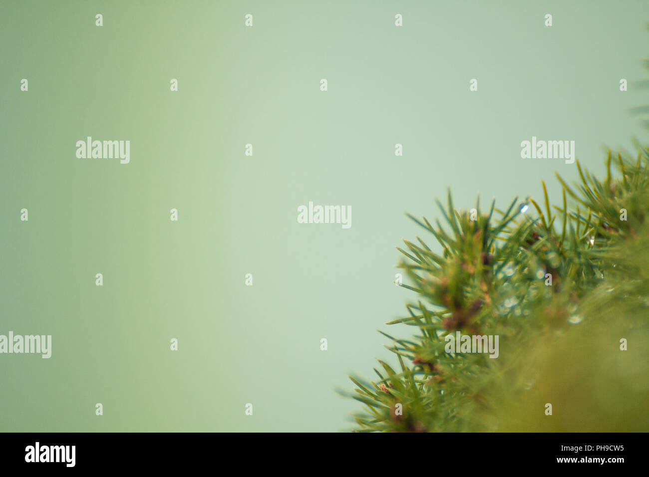 Ornamental spruce trees hi-res stock photography and images - Alamy