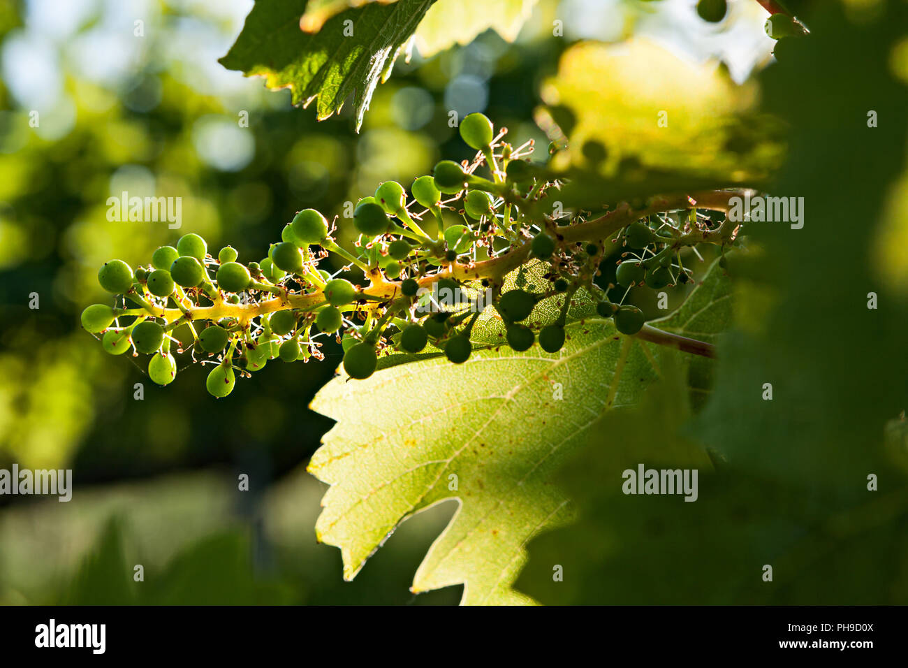 Small green bunch of grapes and leaves on vineyard Stock Photo - Alamy