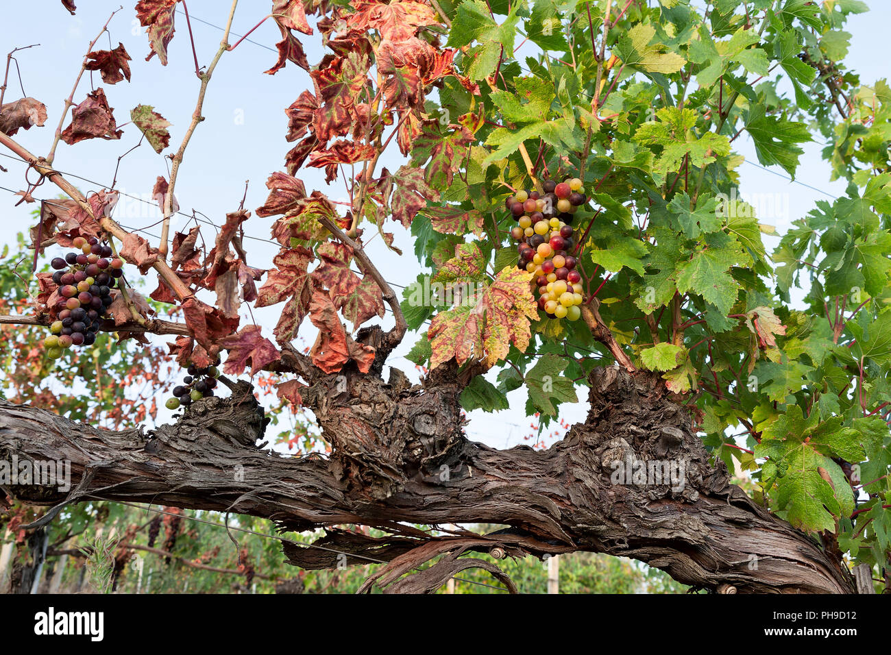 Colored grapes before becoming red in a vineyard Stock Photo - Alamy