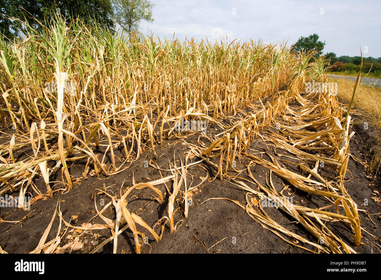 Drought maize hi-res stock photography and images - Alamy