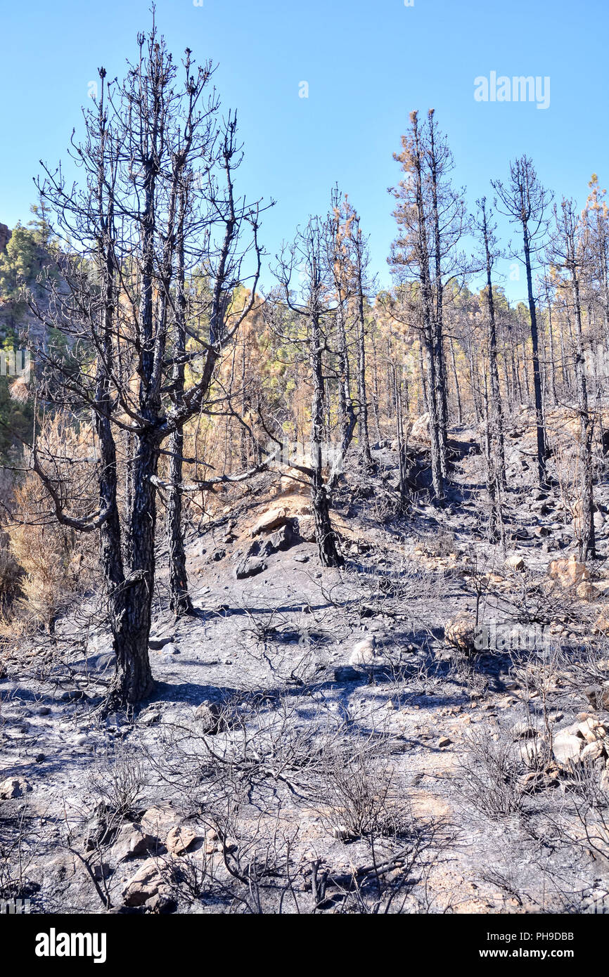 Fire break in forest hi-res stock photography and images - Alamy
