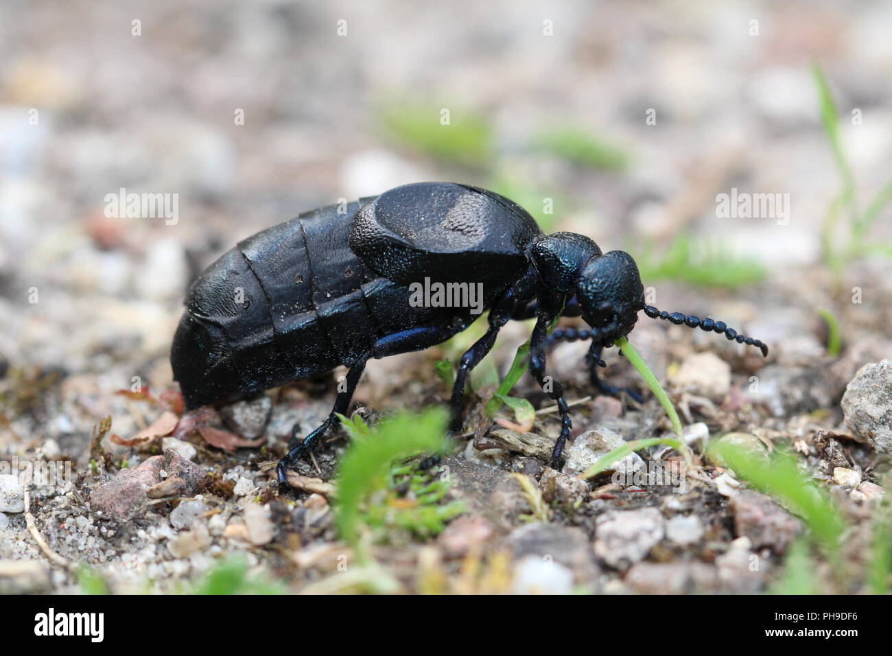 Blue beetle hi-res stock photography and images - Alamy
